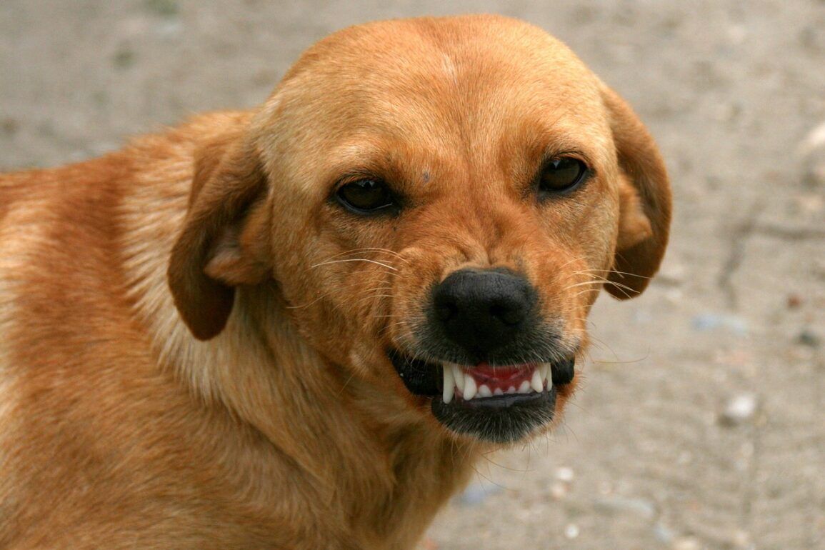 Decoding Body Language: When Dogs Bare Teeth - Sidewalk Dog