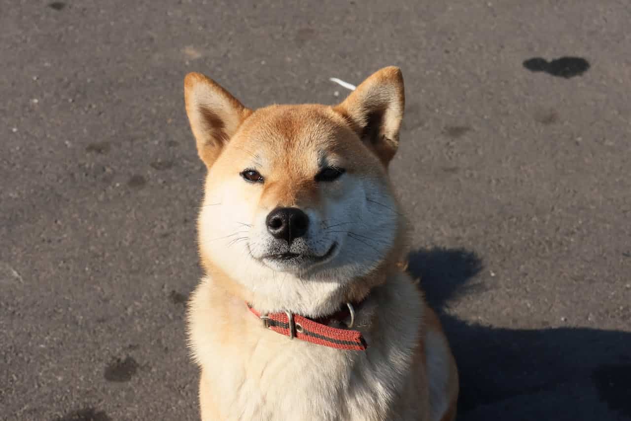 The Bark Heard 'Round the Internet: Origins of the Doge Meme - Sidewalk Dog
